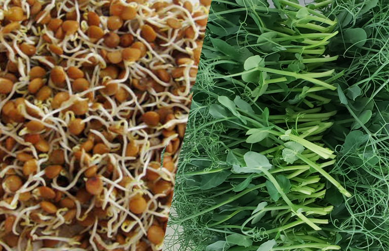 Microgreens vs Sprouts (How They Differ) | Microgreens Farmer